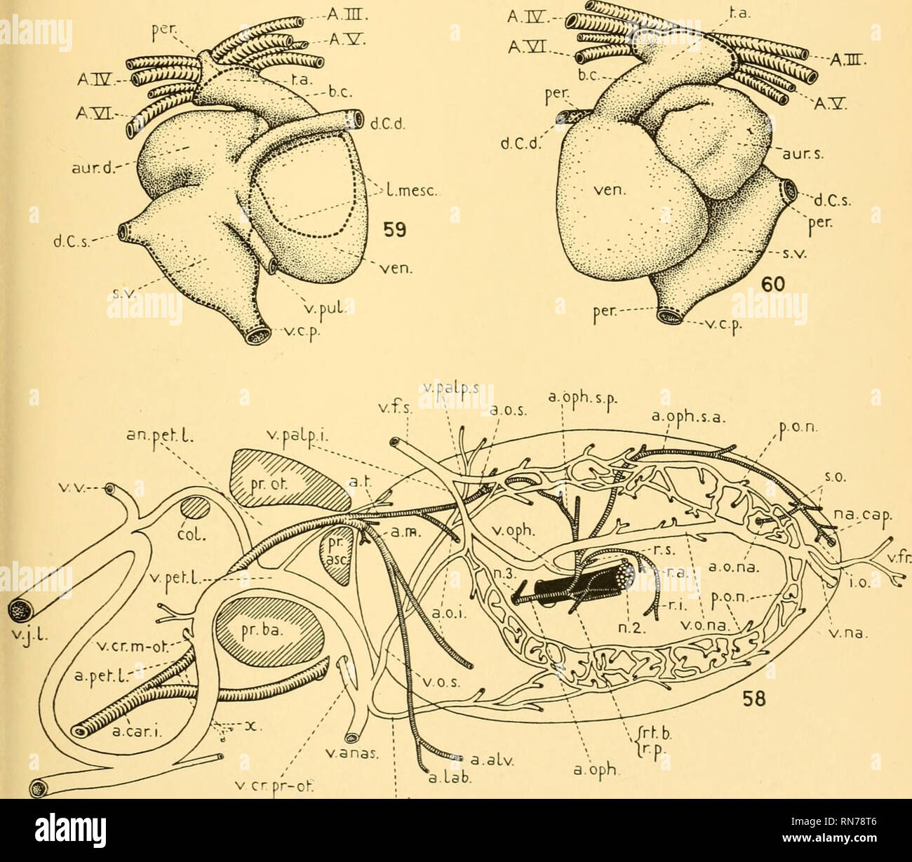Salamander anatomy hi-res stock photography and images - Alamy