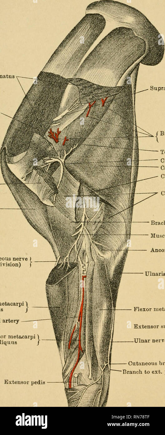 Suprascapular Nerve Horse