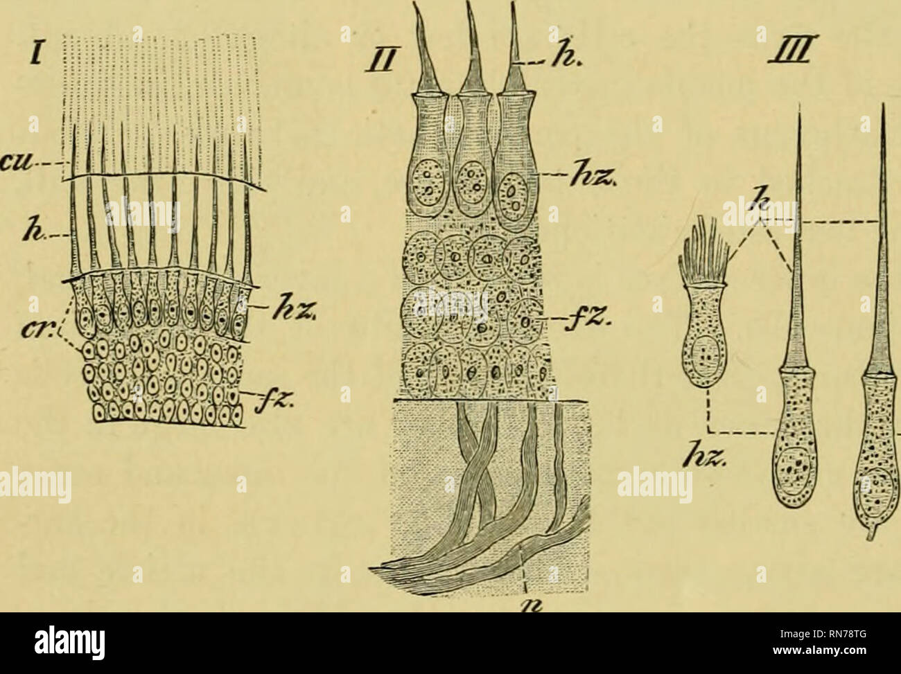 Crista acustica hi-res stock photography and images - Alamy