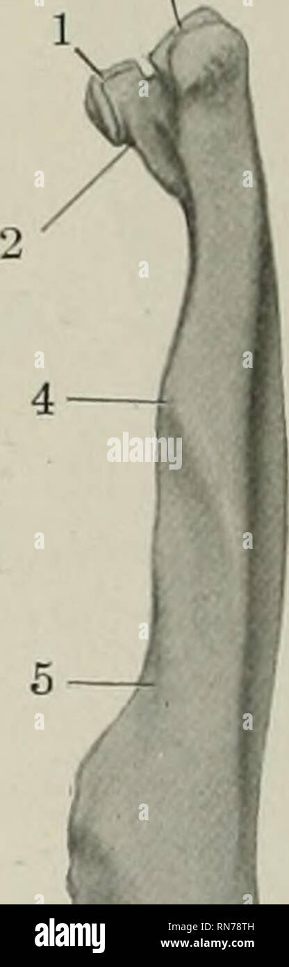 . The anatomy of the domestic animals. Veterinary anatomy. Fig. 175 ...