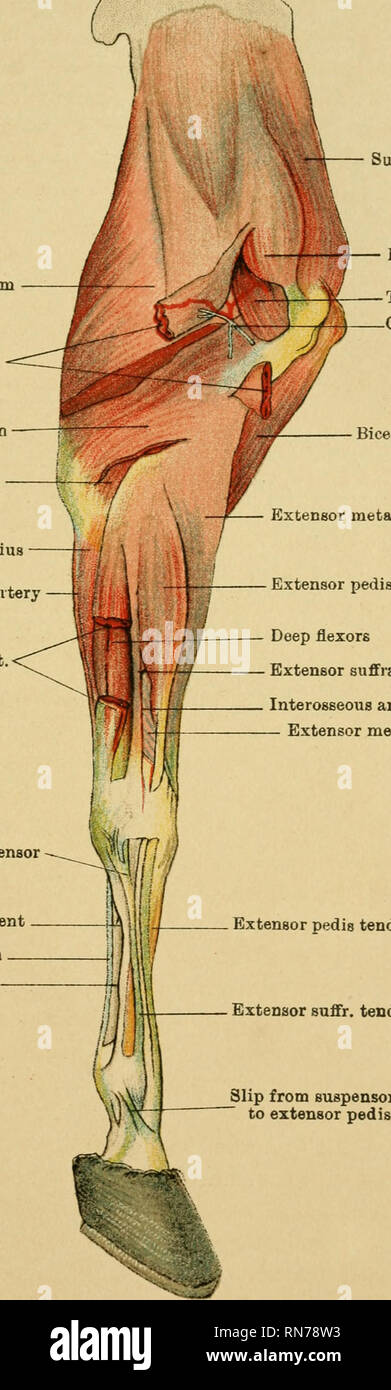. The anatomy of the horse : a dissection guide. Horses; Horses ...