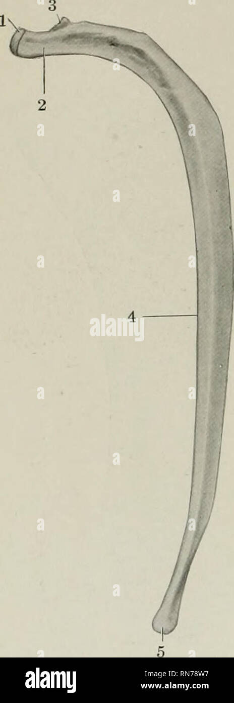 Sixth Rib High Resolution Stock Photography and Images - Alamy