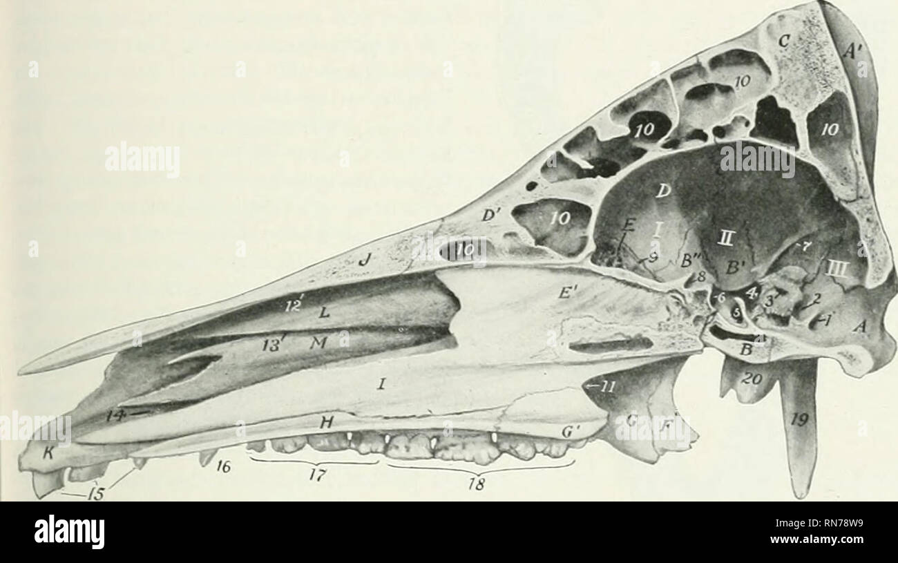 . The anatomy of the domestic animals. Veterinary anatomy. FACE 171 ...