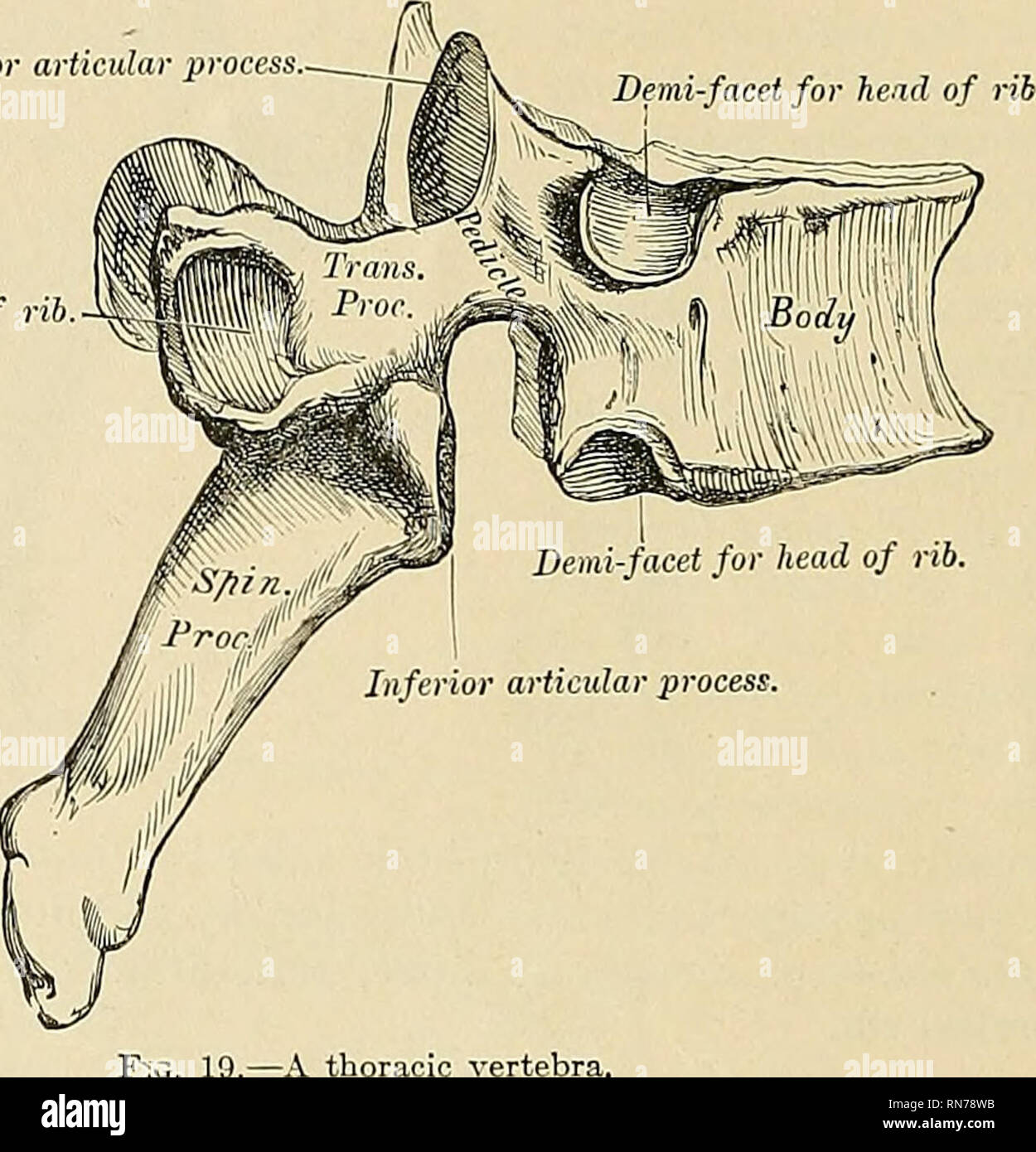 Inferior Articular Facet