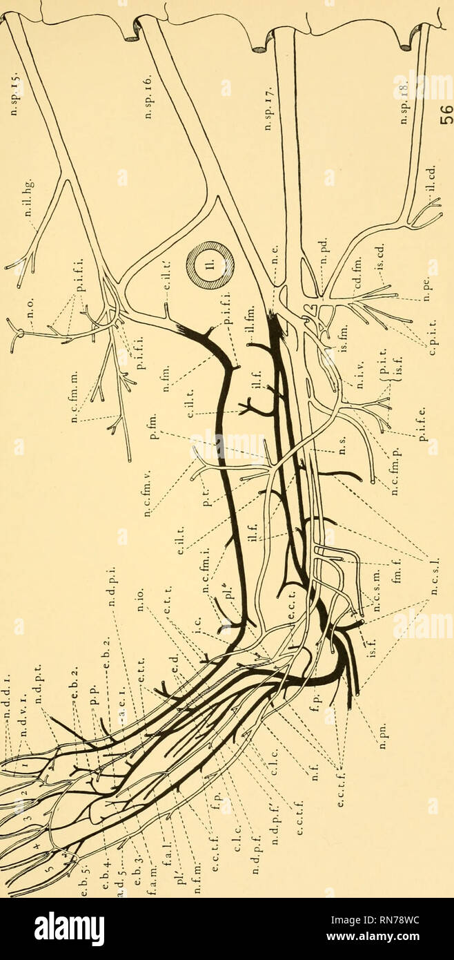 Salamander anatomy hi-res stock photography and images - Alamy