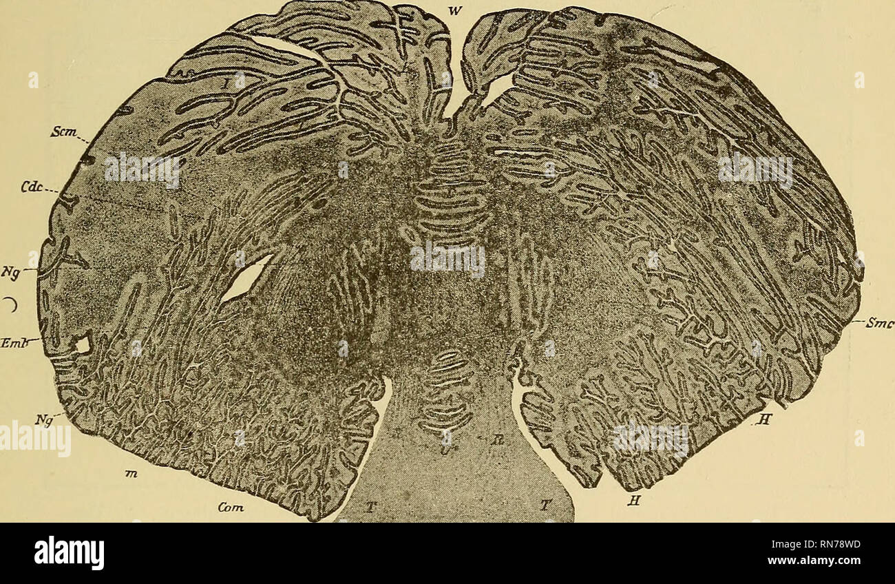 . The anatomy of the central nervous system of man and of vertebrates ...