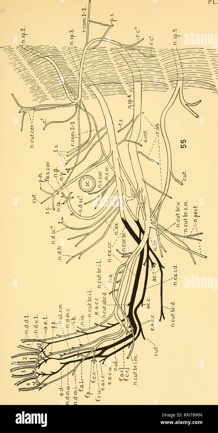 Salamander anatomy hi-res stock photography and images - Alamy