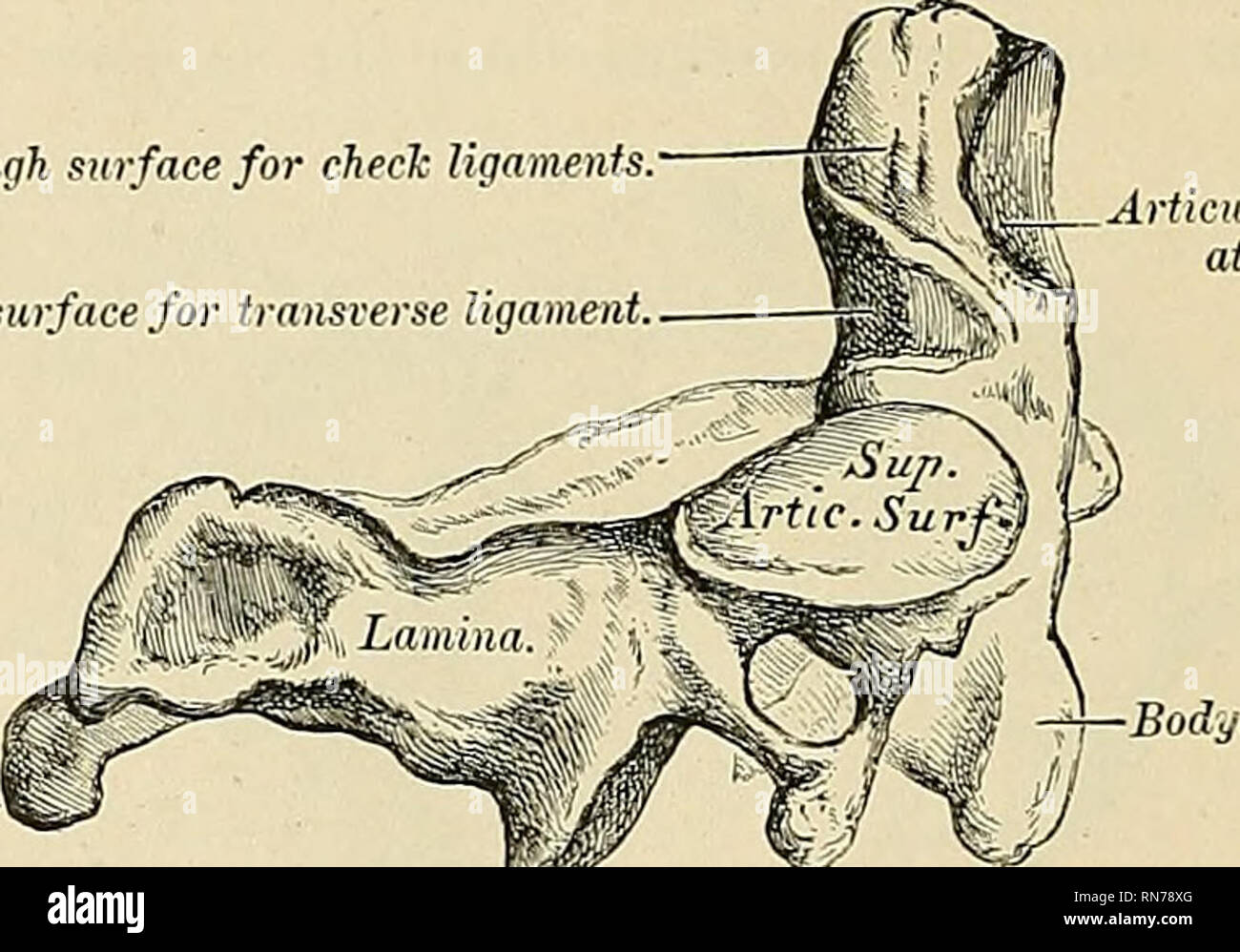 . Anatomy, descriptive and applied. Anatomy. 52 SPECIAL ANATOMY OF THE ...