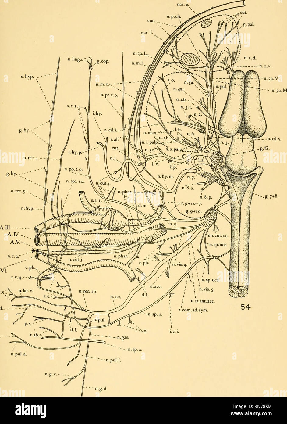 Salamander anatomy hi-res stock photography and images - Alamy