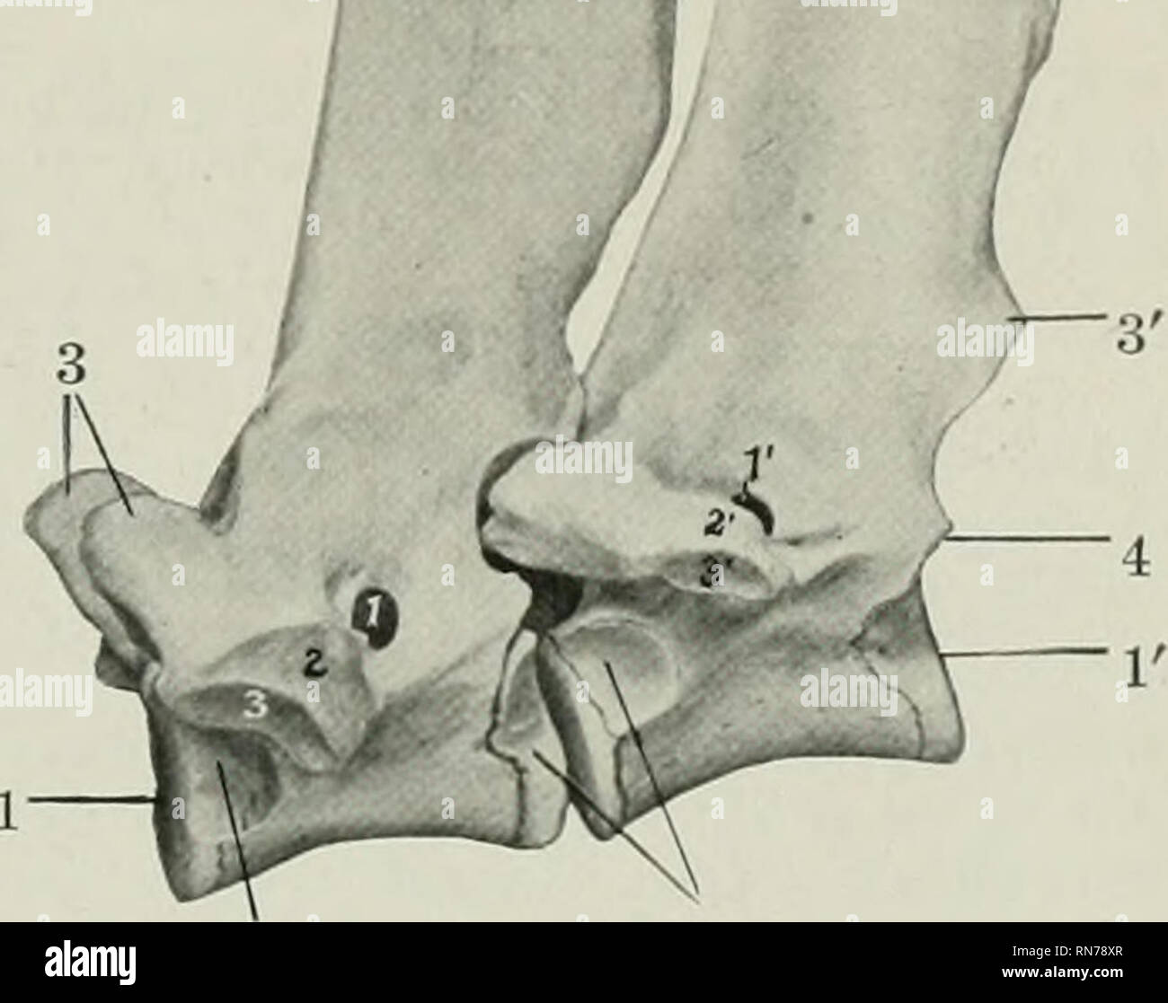 . The anatomy of the domestic animals. Veterinary anatomy. Fig. 169 ...