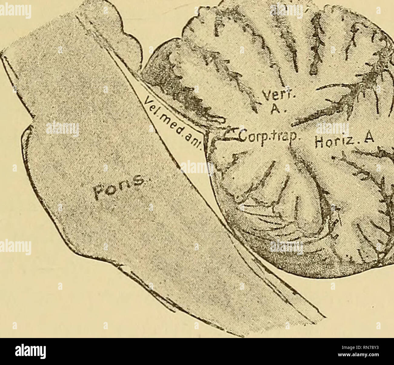Nodulus hi-res stock photography and images - Alamy