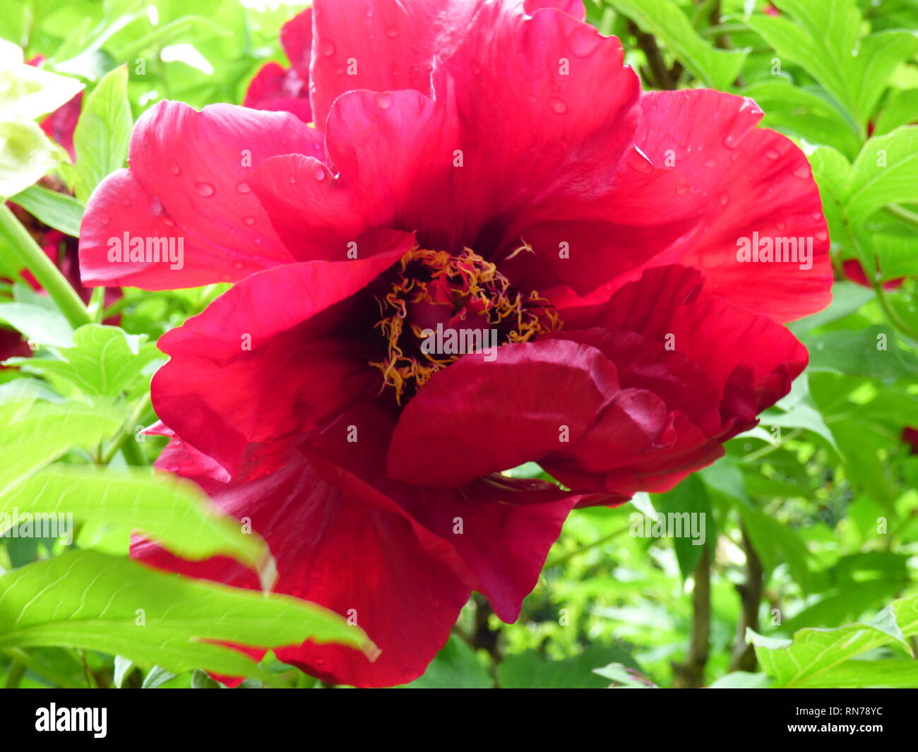 Deep pink peony hi-res stock photography and images - Alamy