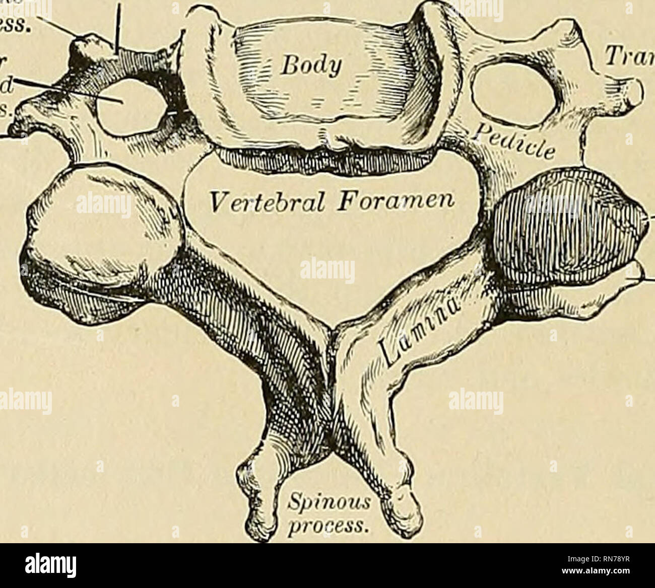. Anatomy, descriptive and applied. Anatomy. 50 SPECIAL ANATOMY OF THE ...