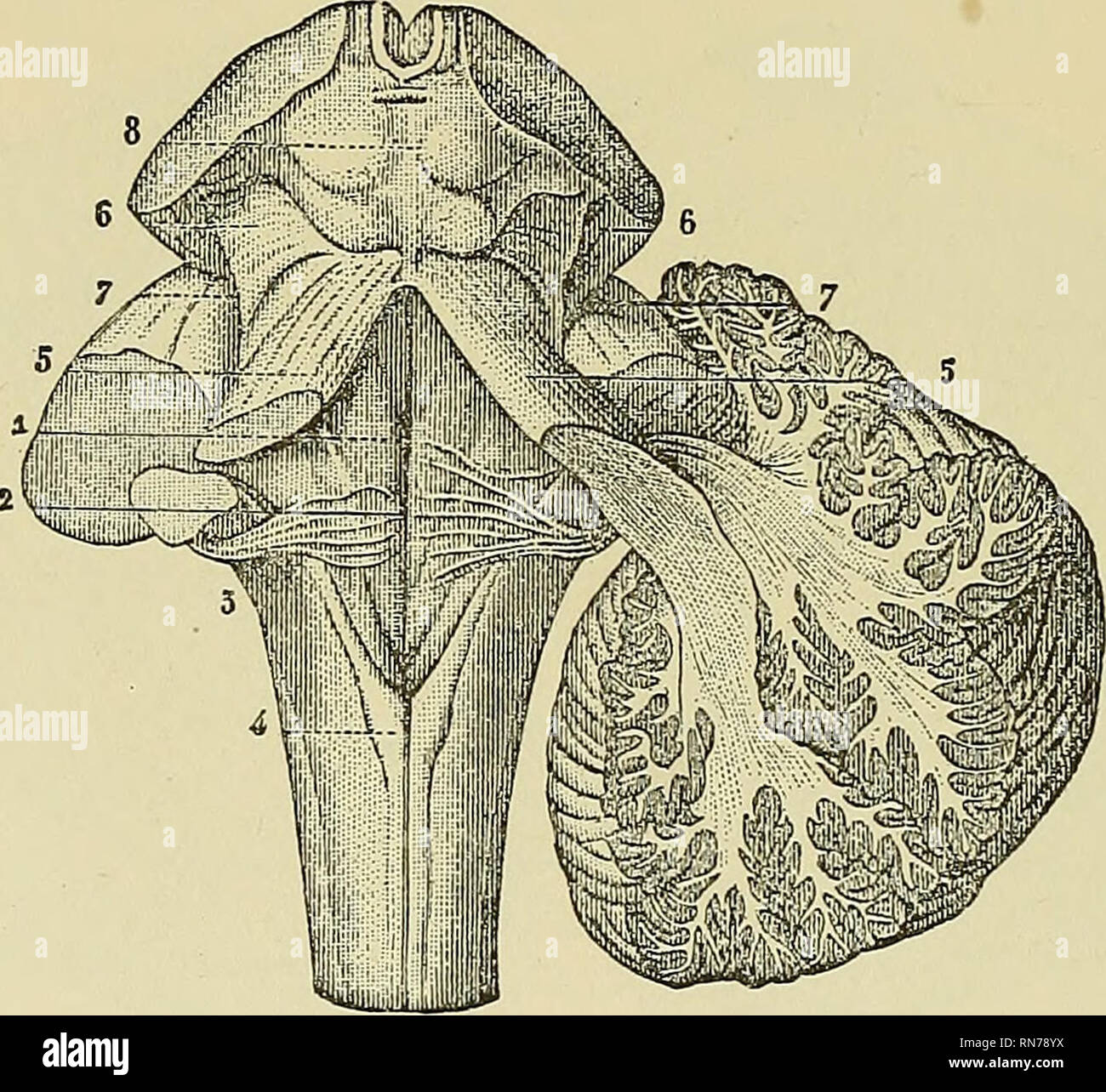 . The anatomy of the central nervous system of man and of vertebrates ...