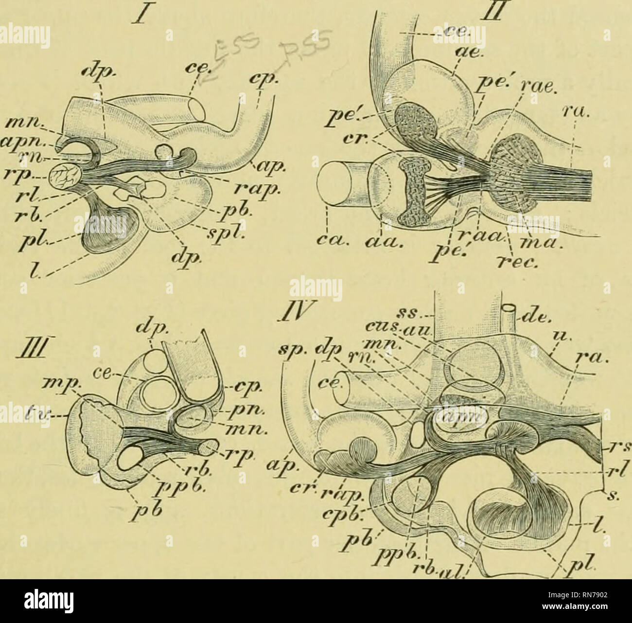 . The anatomy of the frog. Frogs -- Anatomy; Amphibians -- Anatomy. THE ...