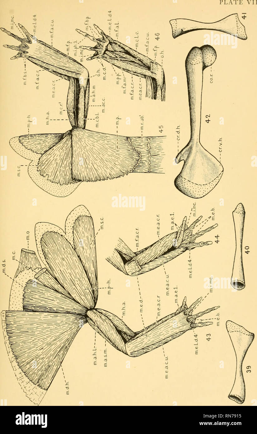 Salamander anatomy hi-res stock photography and images - Alamy