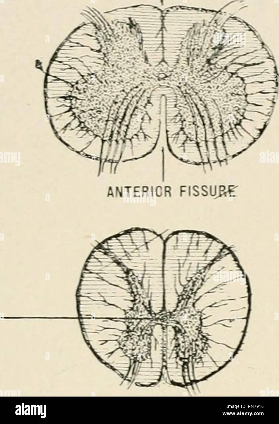. Anatomy in a nutshell : a treatise on human anatomy in its relation ...