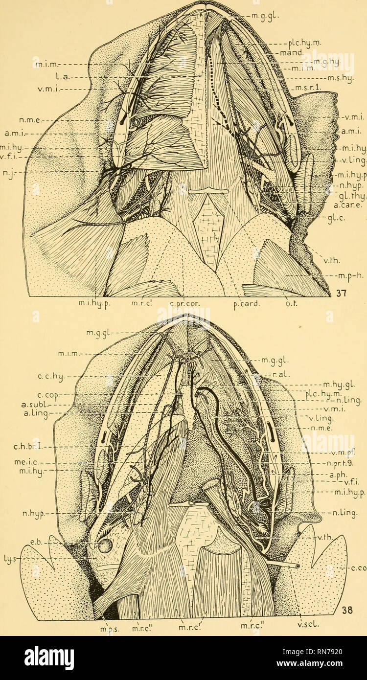 . The anatomy of the salamander. Salamanders; Salamanders. PLATE VI ...