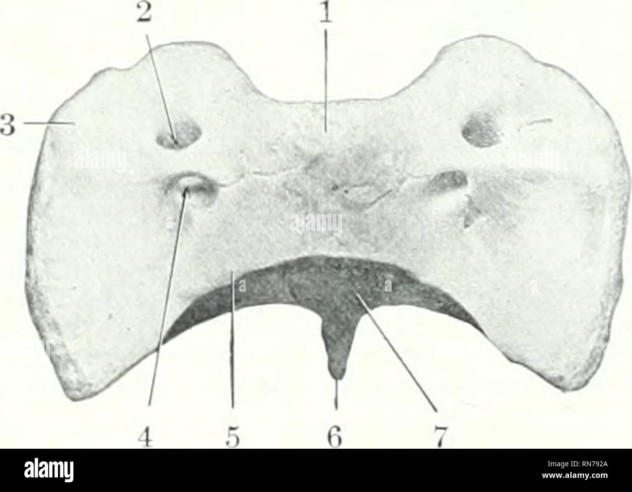 . The anatomy of the domestic animals. Veterinary anatomy. Fig. 104 ...