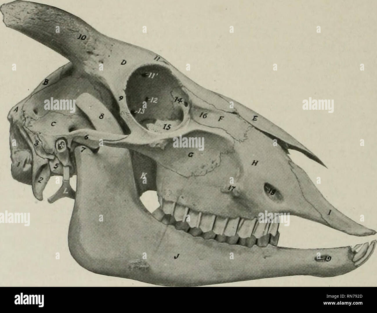 . The anatomy of the domestic animals. Veterinary anatomy. 158 SKELETON ...