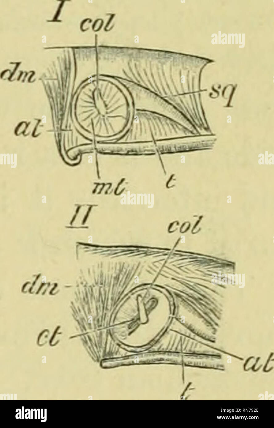 Internal anatomy of frog hi-res stock photography and images - Alamy
