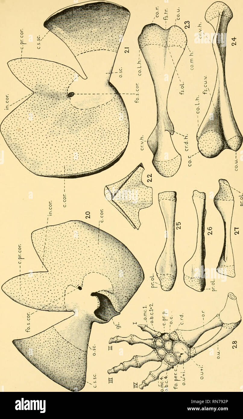 Salamander anatomy hi-res stock photography and images - Alamy