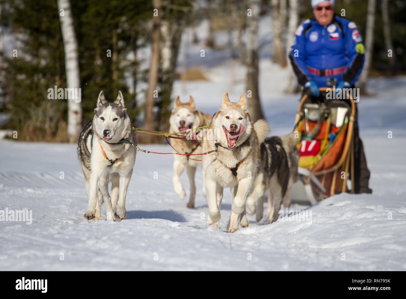 Siberian Huskies @ sled dog race, Czech Republic Stock Photo - Alamy