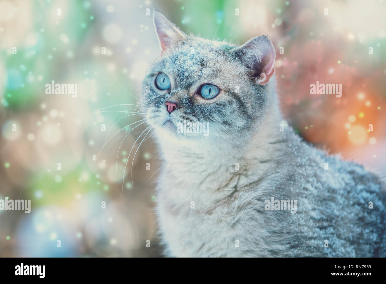 Portrait of the Siamese cat outdoors in blizzard Stock Photo - Alamy