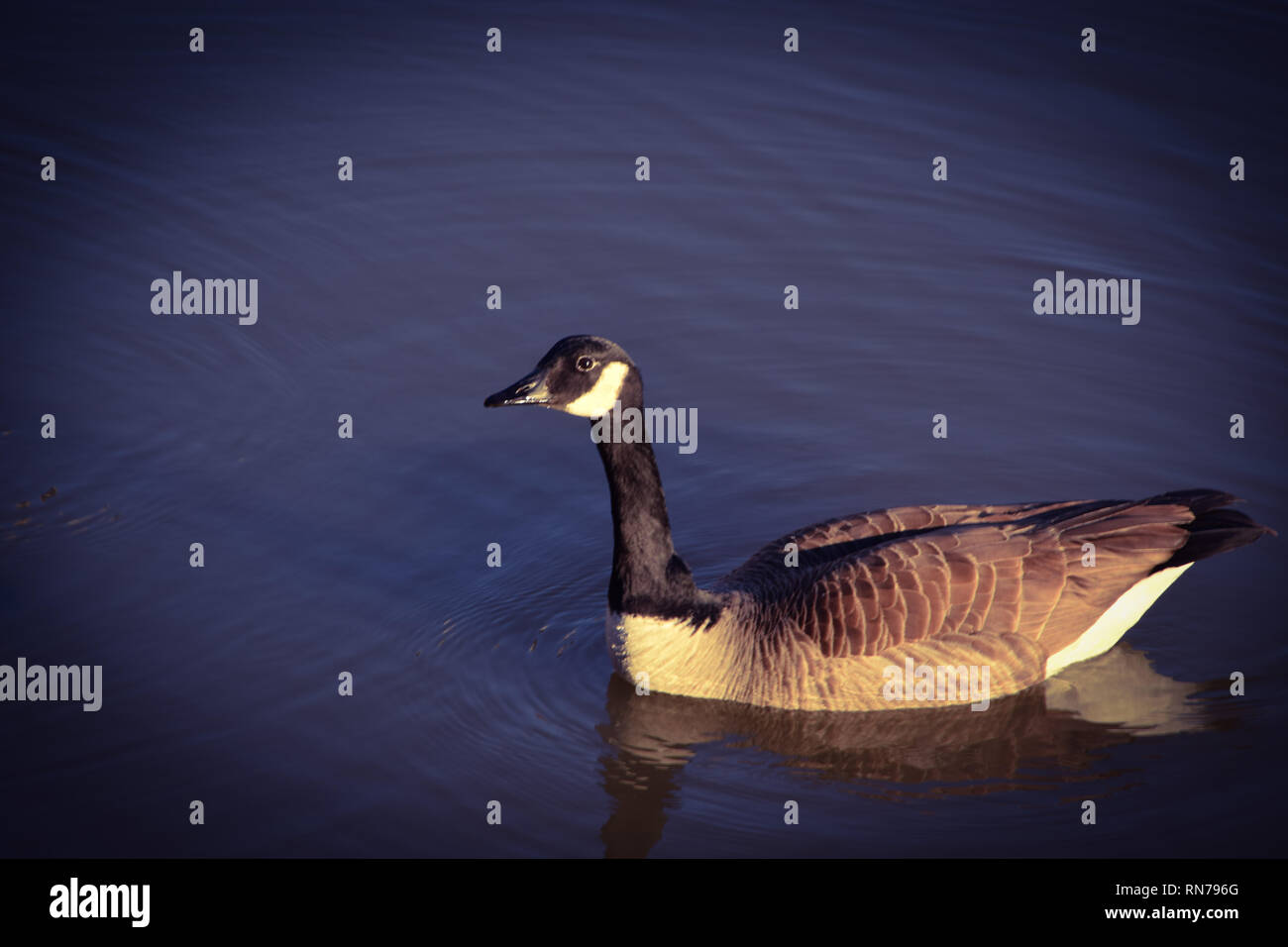 Goose in the pond hi-res stock photography and images - Alamy
