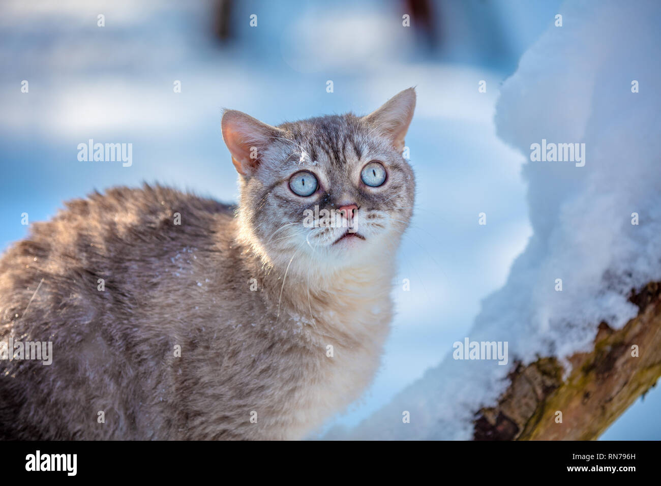 Cat sitting on christmas tree hi-res stock photography and images - Alamy