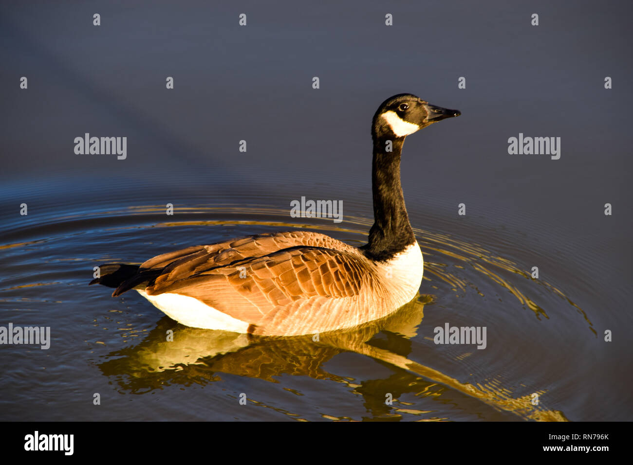 Goose in a pond Stock Photo - Alamy