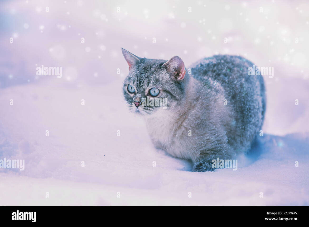 Portrait of the Siamese cat outdoors in blizzard Stock Photo - Alamy