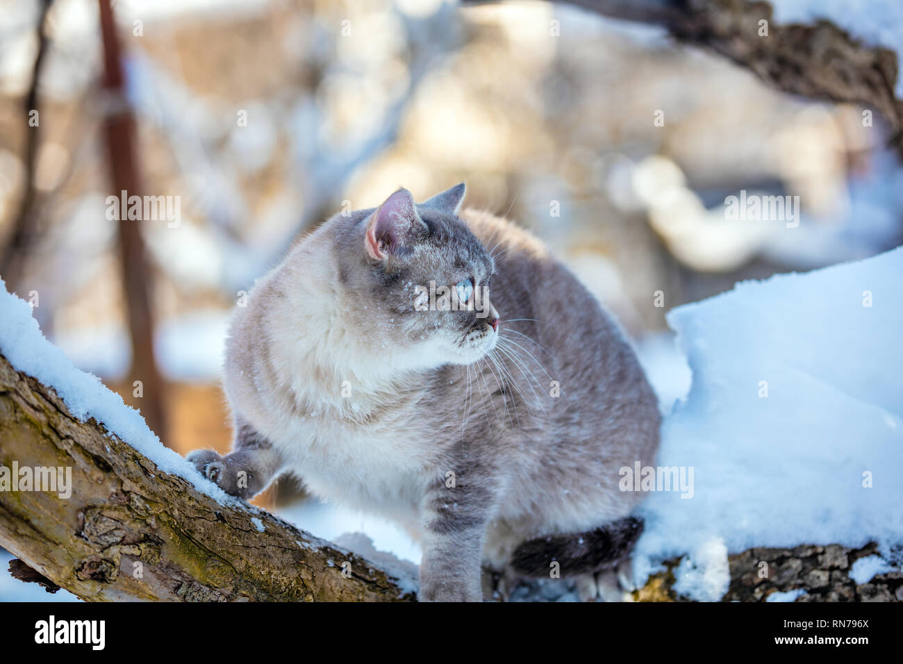 Cat sitting on christmas tree hi-res stock photography and images - Alamy