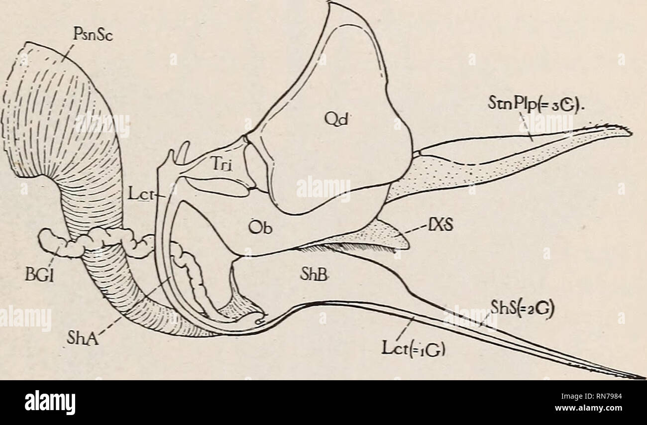 . The anatomy of the honey bee. Insects; Bees; Bees Anatomy; Honeybee ...