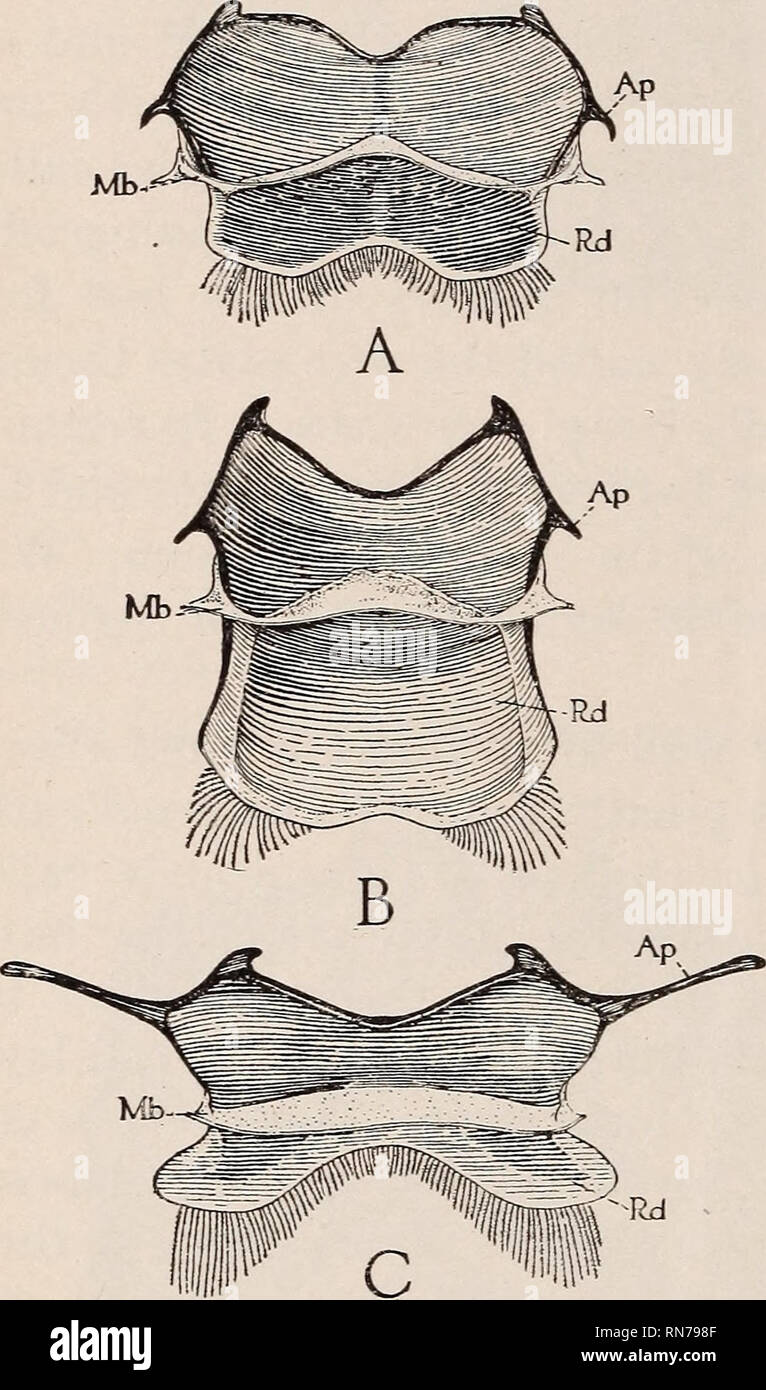 . The anatomy of the honey bee. Insects; Bees; Bees Anatomy; Honeybee ...