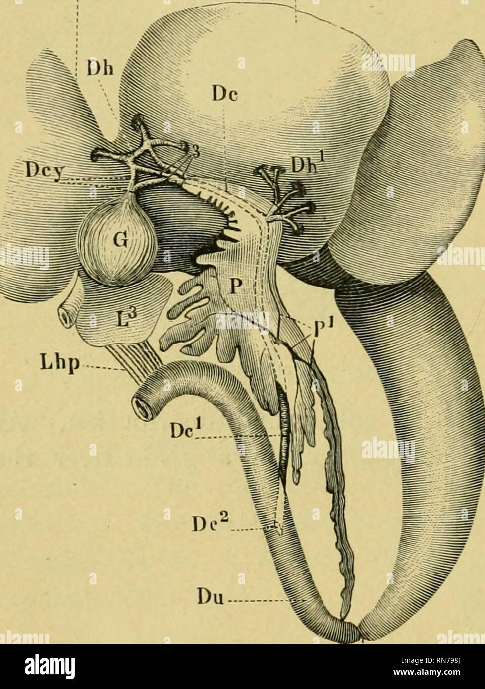 . The anatomy of the frog. Frogs -- Anatomy; Amphibians -- Anatomy. 300 ...