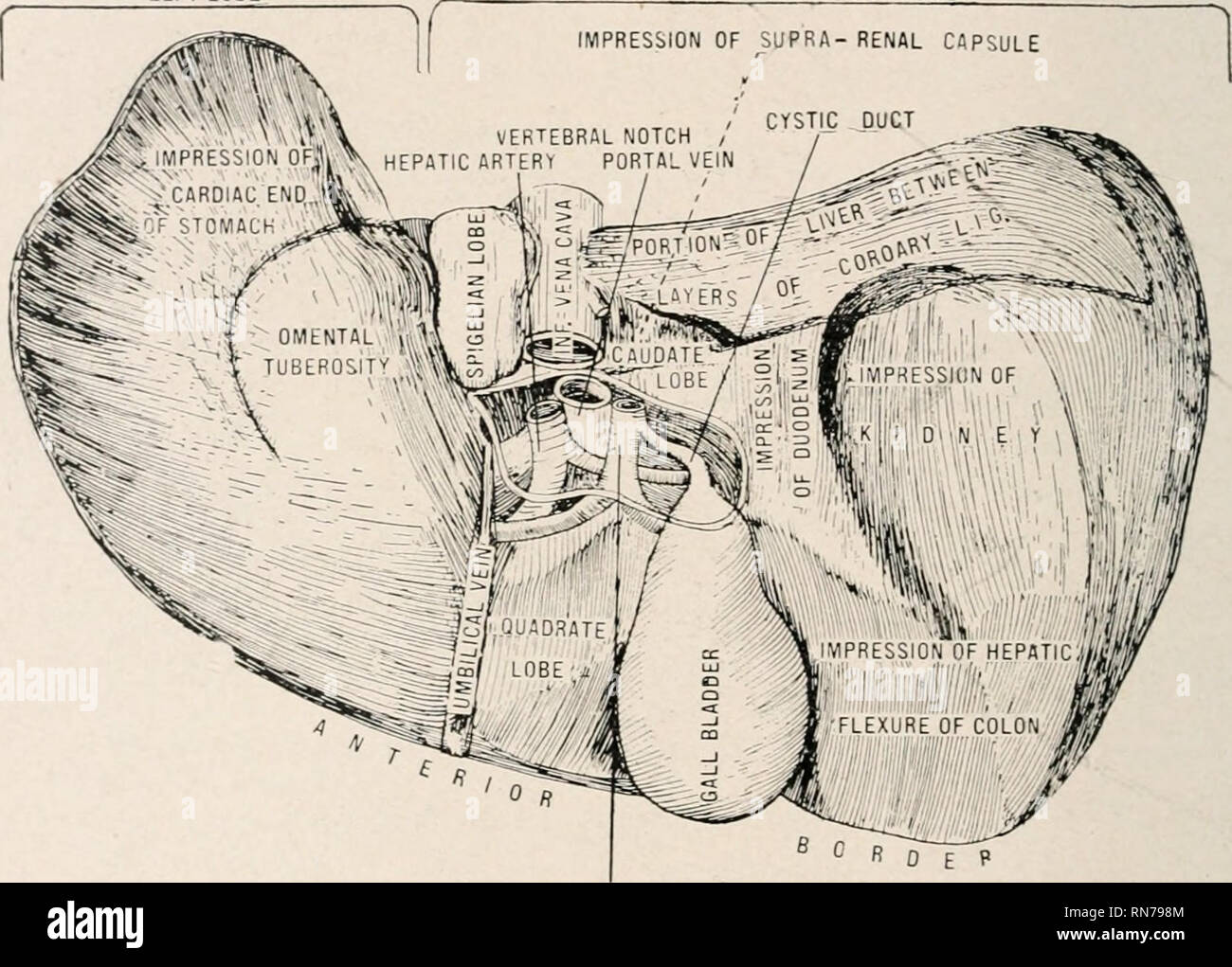Human brain anatomy original hi-res stock photography and images - Alamy