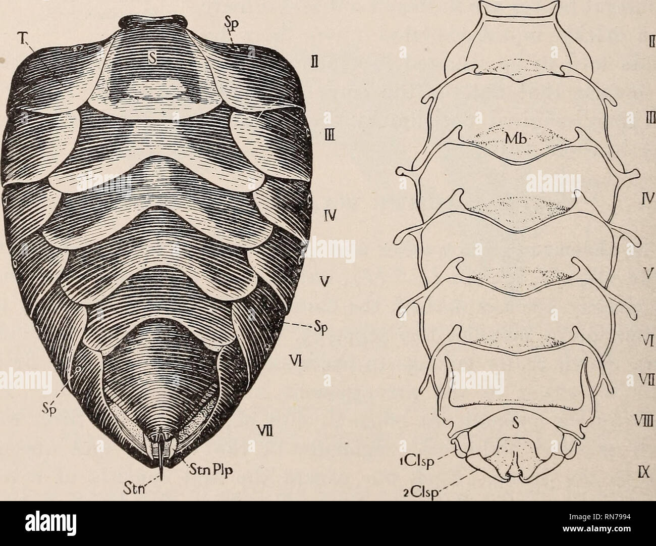. The anatomy of the honey bee. Insects; Bees; Bees Anatomy; Honeybee ...