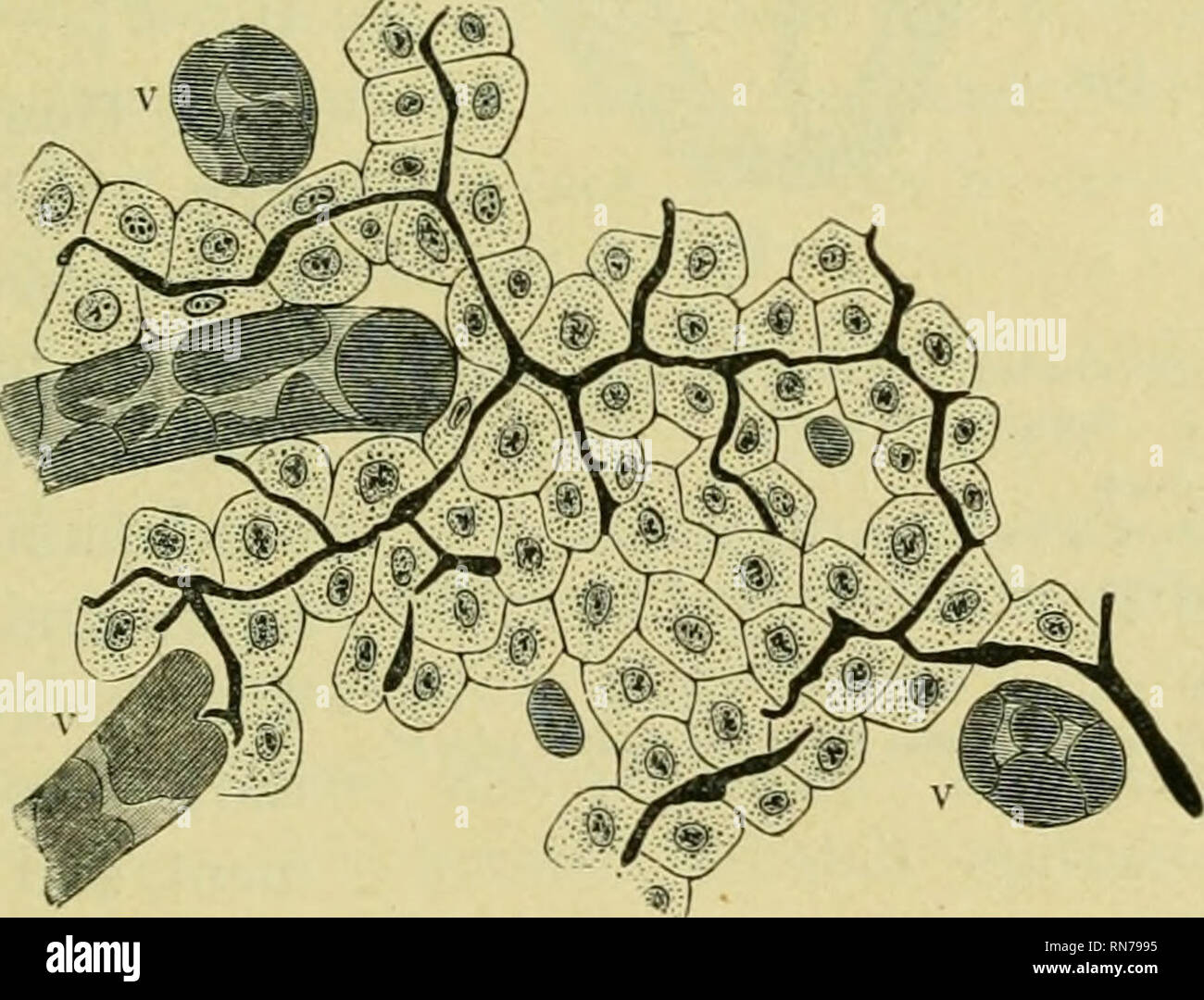 Frog Liver Cells Under Microscope