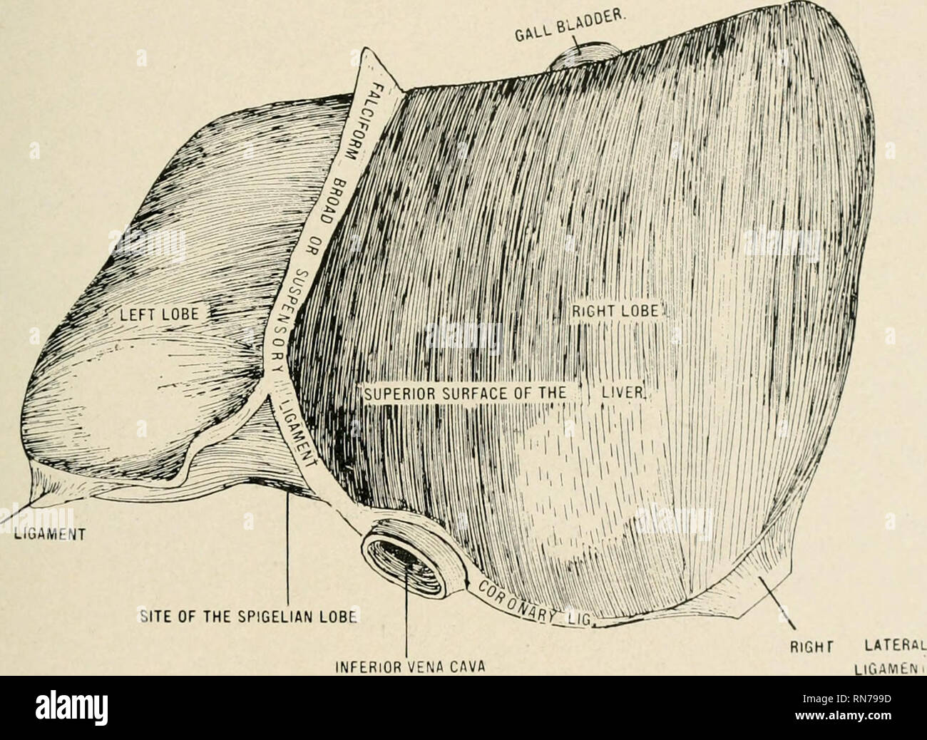 Linea Splendens Spinal Cord