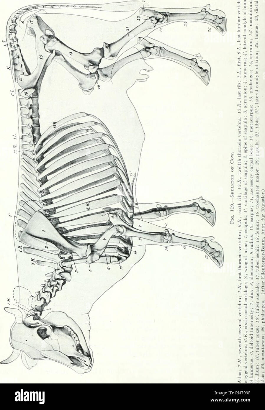 Enhanced skeleton hi-res stock photography and images - Alamy