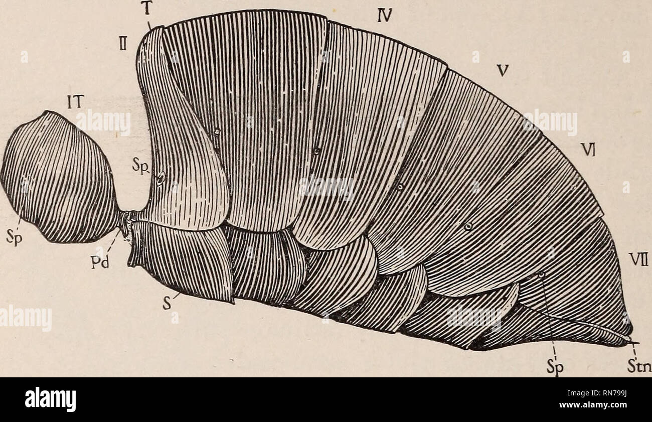 . The anatomy of the honey bee. Insects; Bees; Bees Anatomy; Honeybee ...