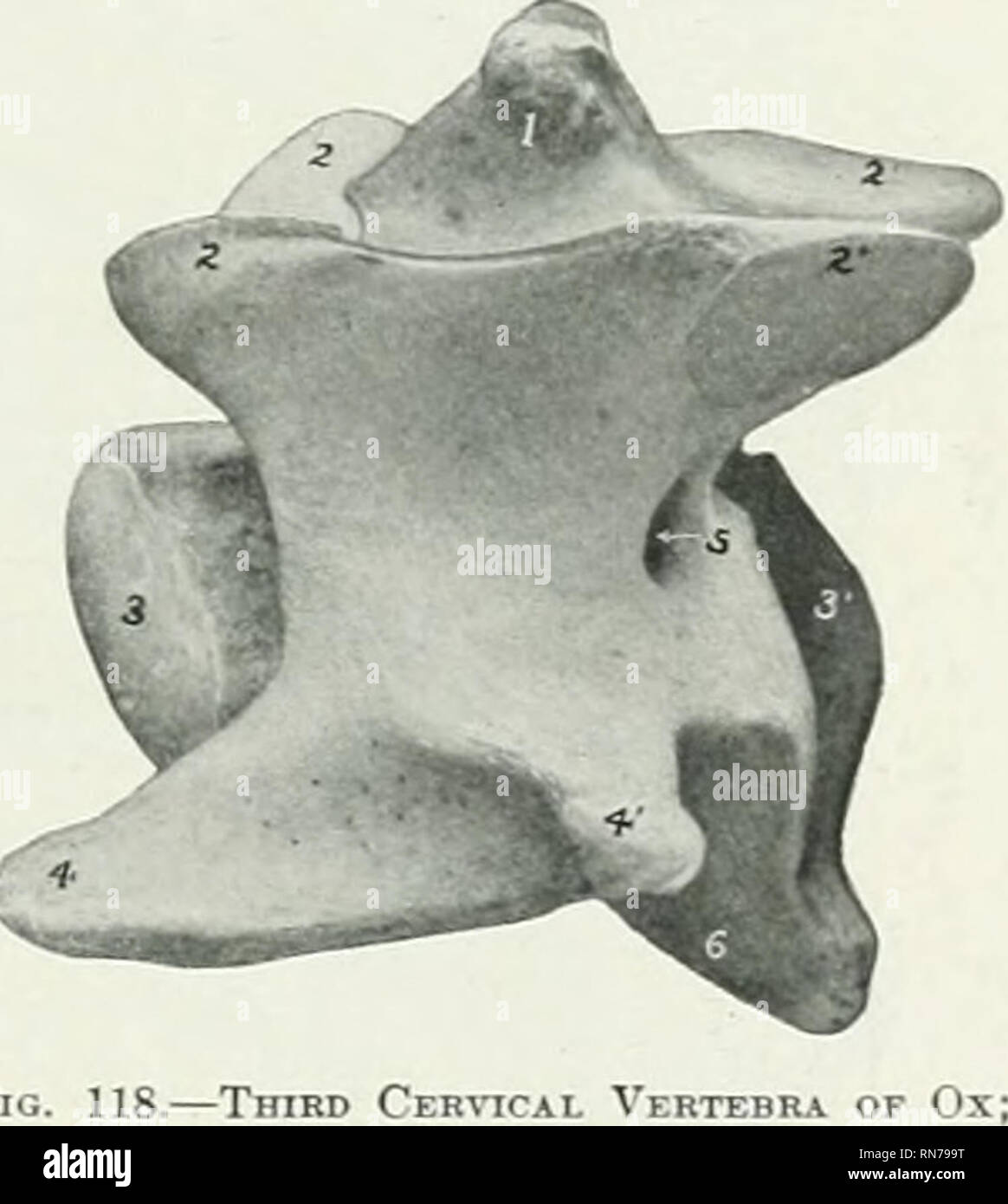 . The anatomy of the domestic animals. Veterinary anatomy. SKELETON OF ...
