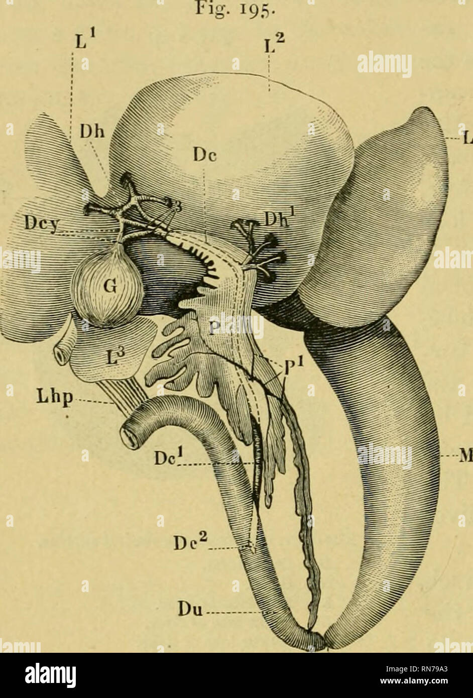 . The anatomy of the frog. Frogs -- Anatomy; Amphibians -- Anatomy. 296 ...