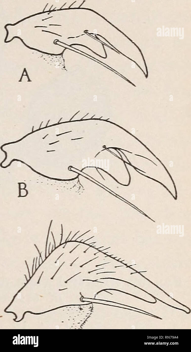 Chitinous plates hi-res stock photography and images - Alamy