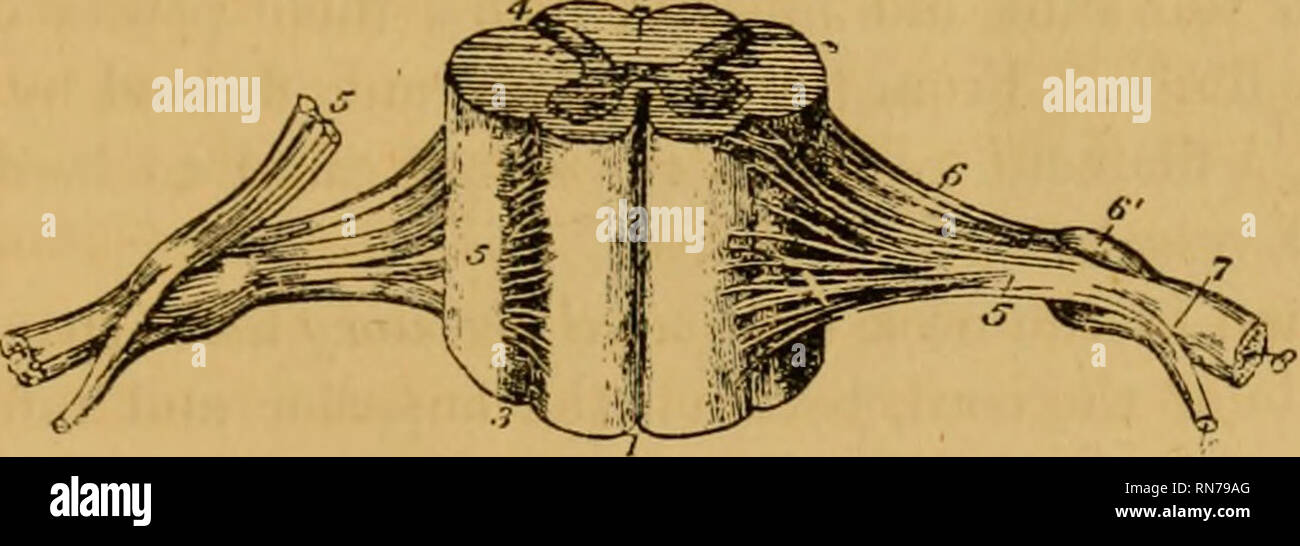 . The anatomy of the horse; a dissection guide. Horses. DISSECTION OF ...