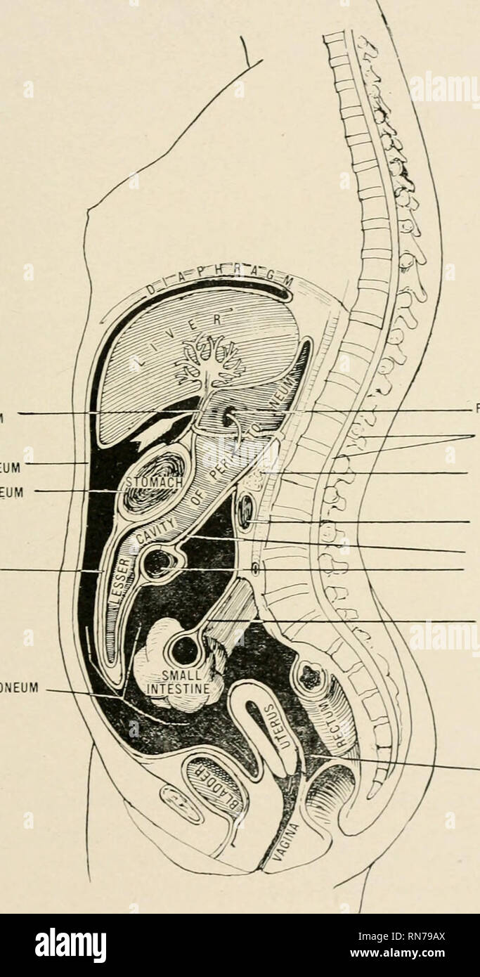 . Anatomy in a nutshell : a treatise on human anatomy in its relation ...