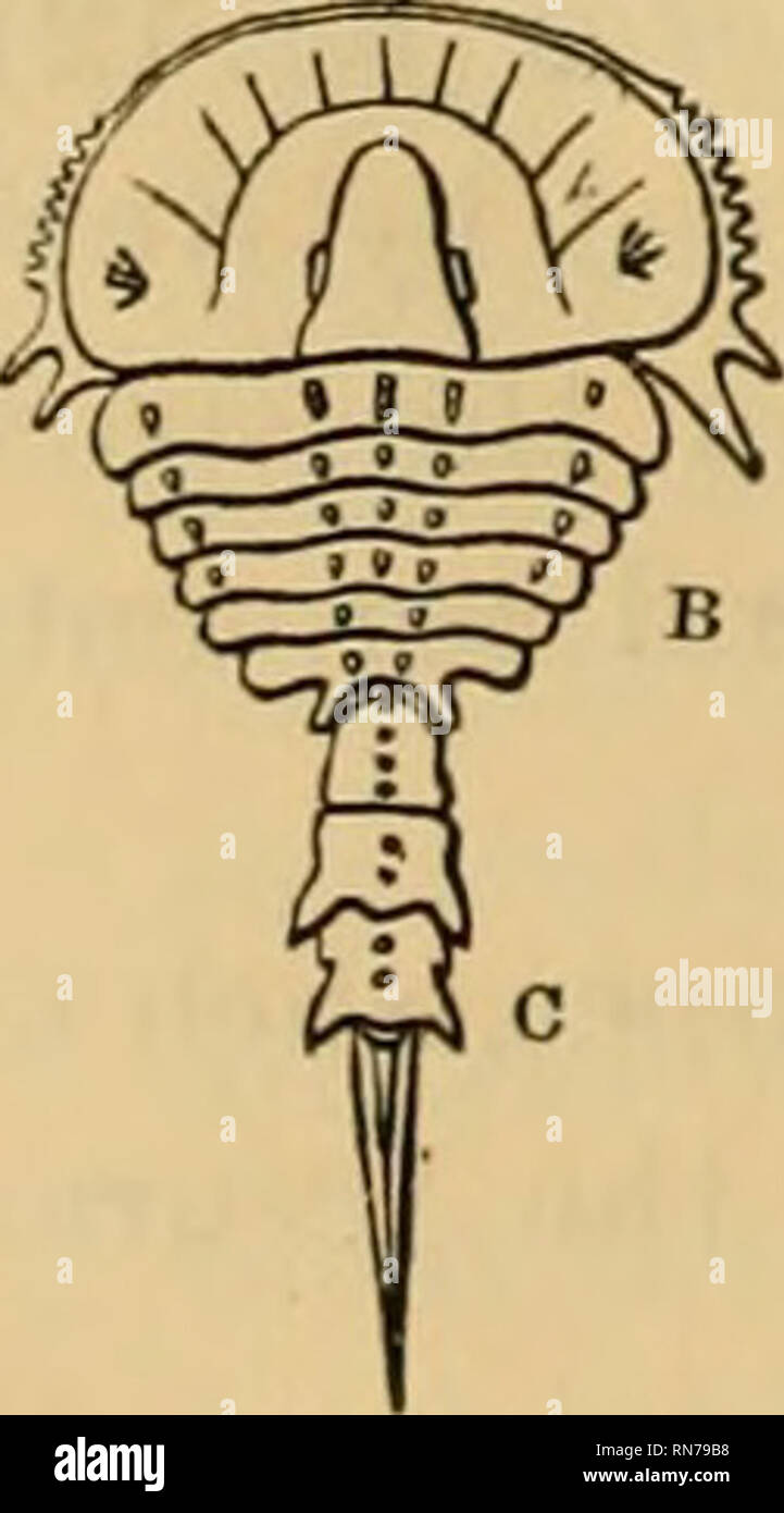 Limulus anatomy hi-res stock photography and images - Alamy