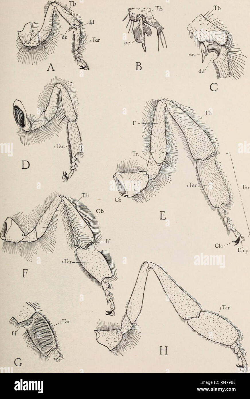 Honey bee first leg hi-res stock photography and images - Alamy
