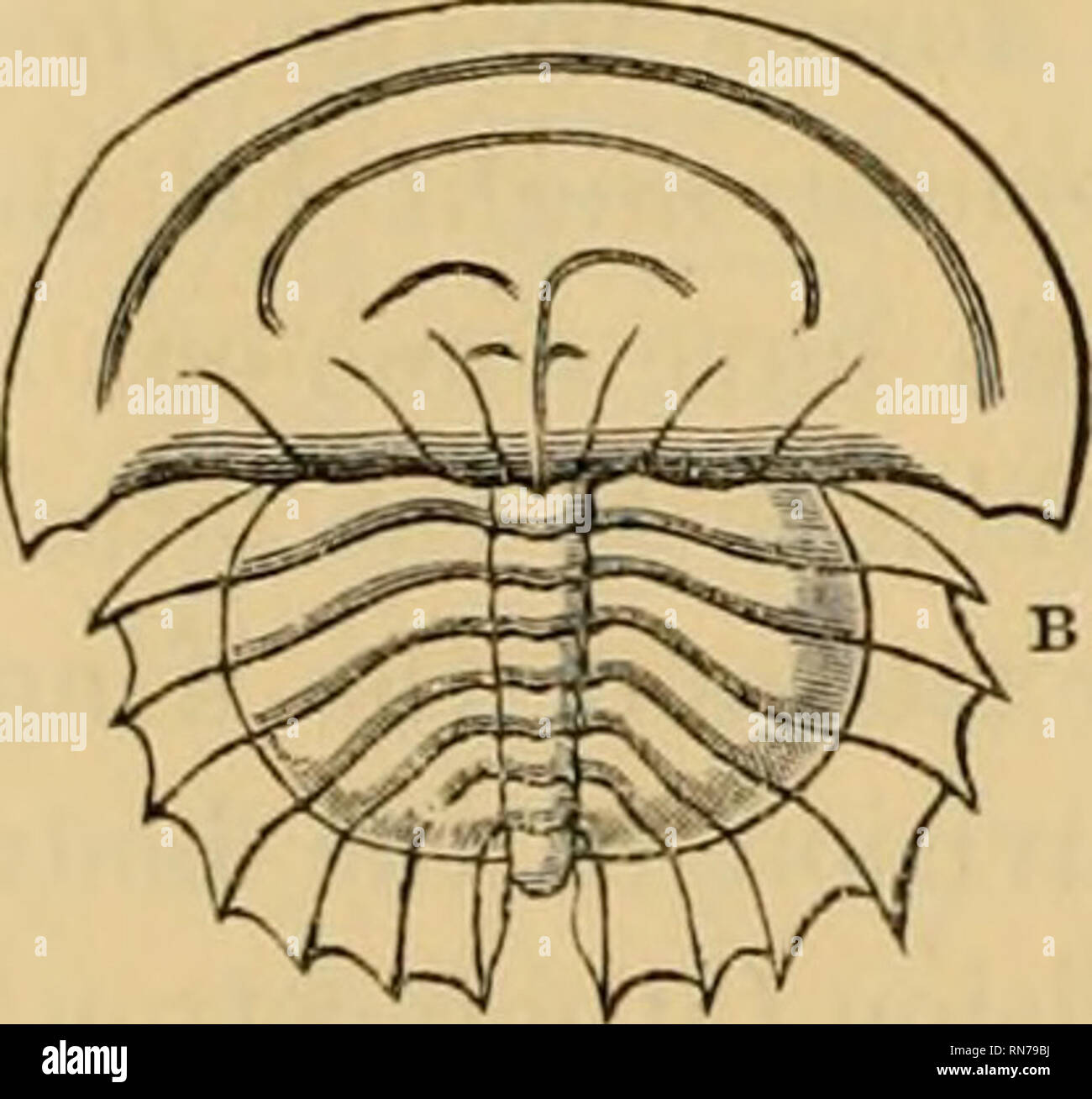 Diagrama De Limulus Arthropoda Study: Limulus & Forficula Comments